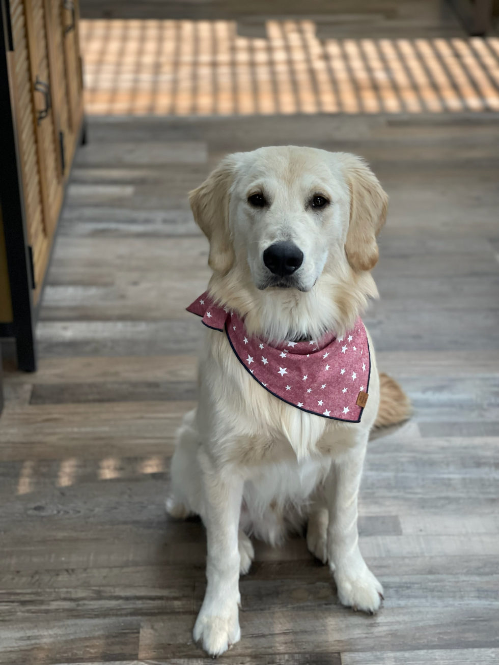 Waylon the Therapy Dog | EPIC PT